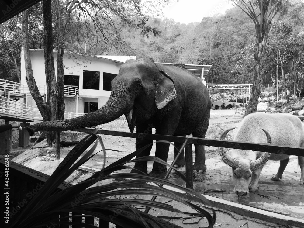 An elephant and a buffalo split one paddock in half in Thailand, black ...