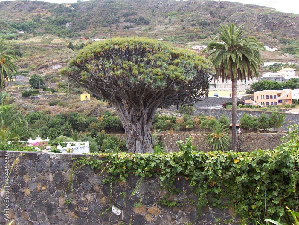 Photograph of the Canarian dragon tree or drago, it is a subtropical ...