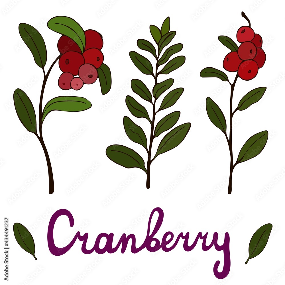 Cranberries sketch vector illustration. The contour image of branches ...