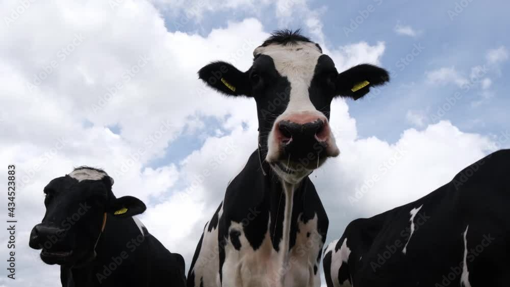 Friesian Holstein cow portrait. Beautiful black and white mottled dairy ...