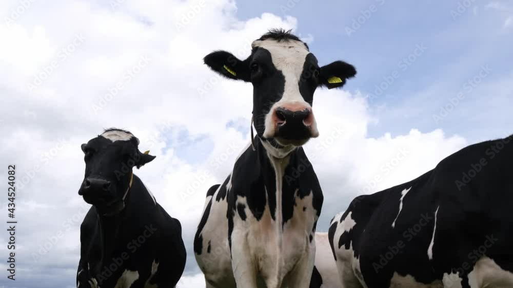 Cute and curious Friesian Holstein cow portrait. Beautiful black and ...