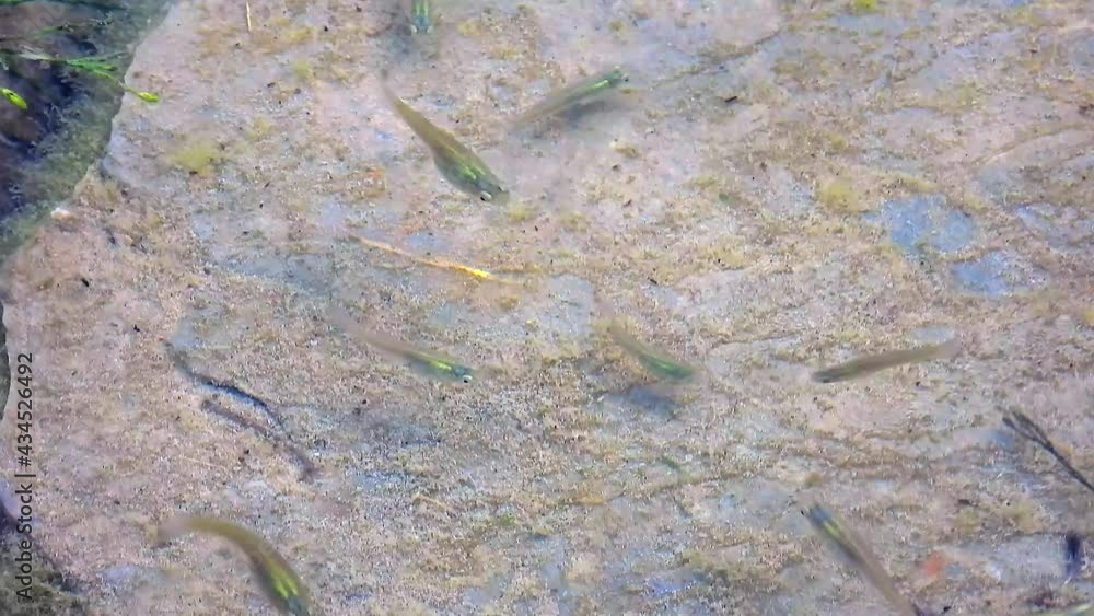 Small fishes on mossy stones in their natural underwater environment ...