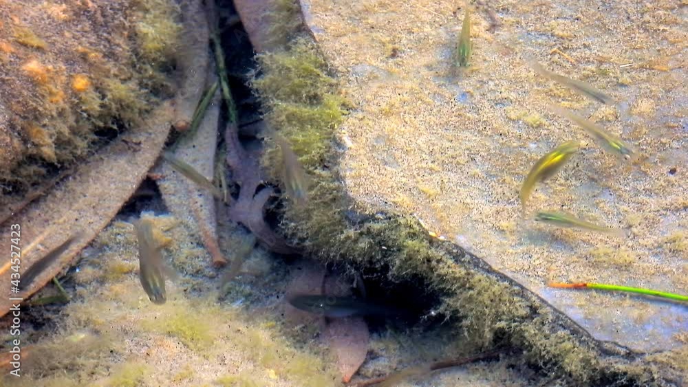Small fishes on mossy stones in their natural underwater environment ...