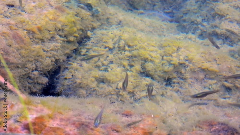 Small fishes on mossy stones in their natural underwater environment ...