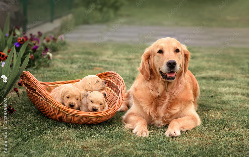 Newborn Golden Retrievers