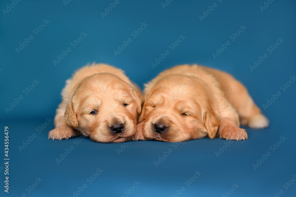 Newborn Golden Retriever