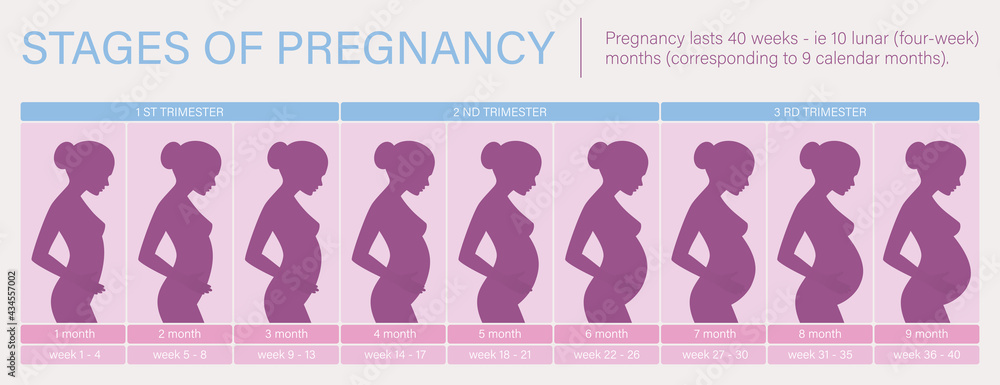 Vector stages of pregnancy infographics. 9 figures of women in ...