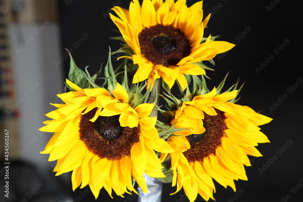 sunflower, Helianthus annuus, the common sunflower, is a large annual ...