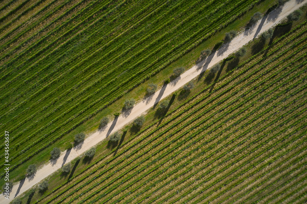 Dirt road diagonal top view. Rows in a vineyard, natural pattern above ...