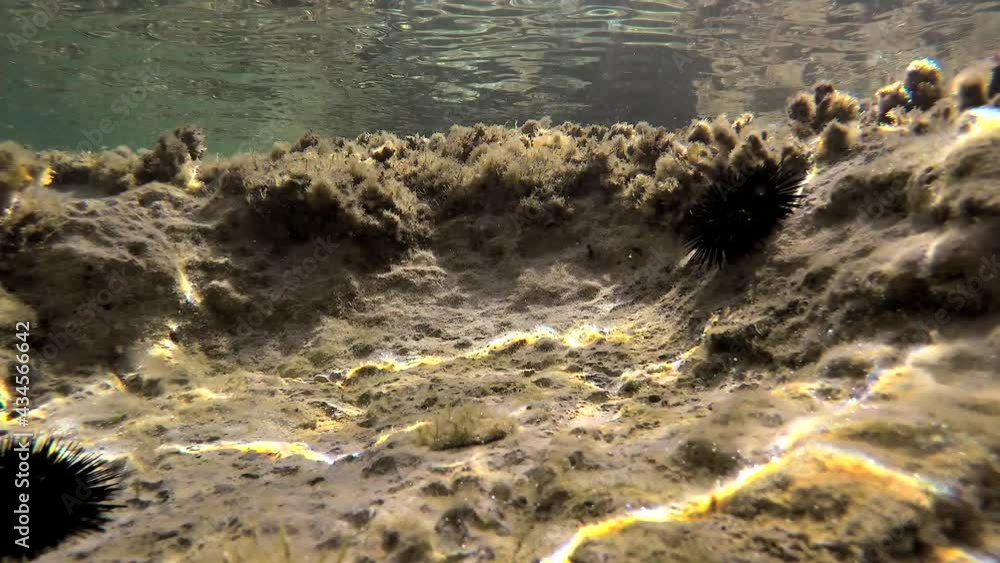 Underwater of a real sea with microscopic animals, planktons and small ...