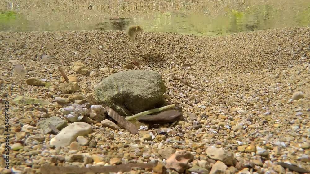 Underwater of a real sea with microscopic animals, planktons and small ...