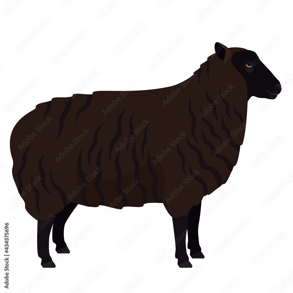 Black Welsh Mountain sheep Farm animals Flat vector illustration ...