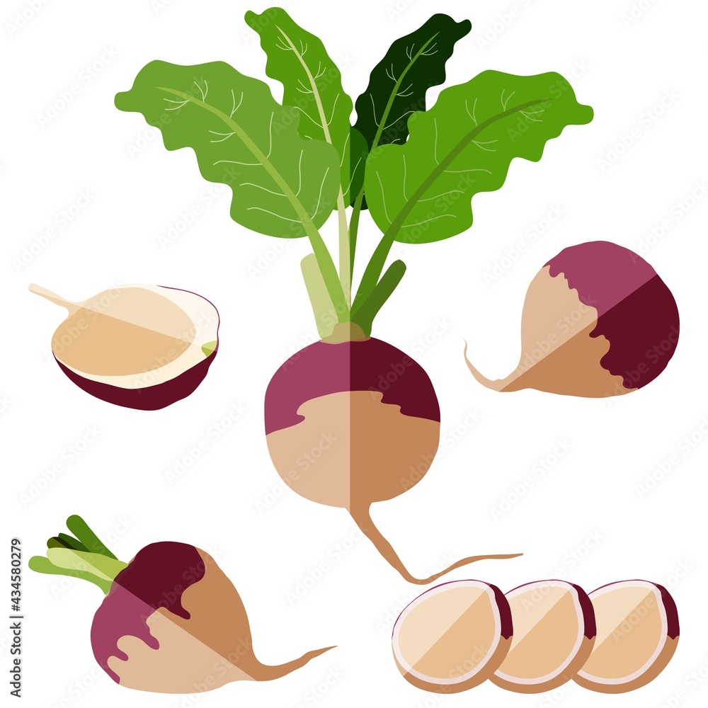 Flat style of turnips set. Purple top white globe turnip. Whole, half ...