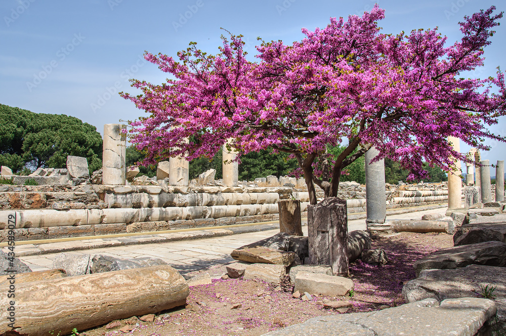 Beautiful tree in pink bloom in the ruins of an ancient city in turkey ...