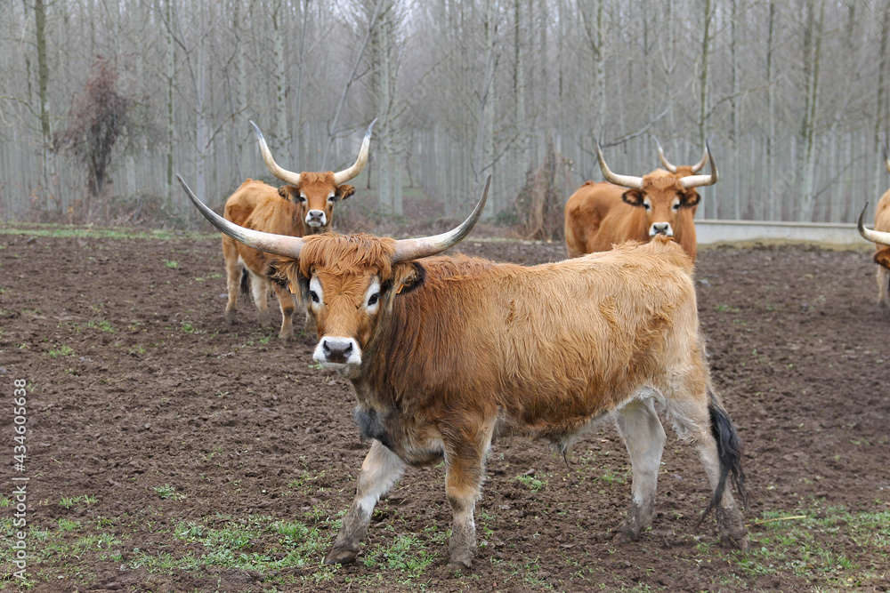Cachena breed cows, a breed of triple-purpose cattle from Portugal and ...