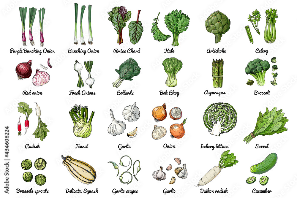 Types Of Lettuce Chart