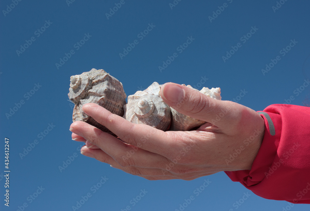 Rapana is a genus of large predatory sea snails, marine gastropod ...