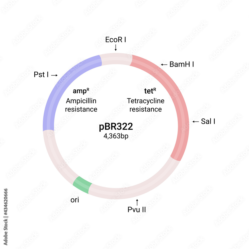 Vector illustration of Plasmid pbr322 structure Stock Vector | Adobe Stock