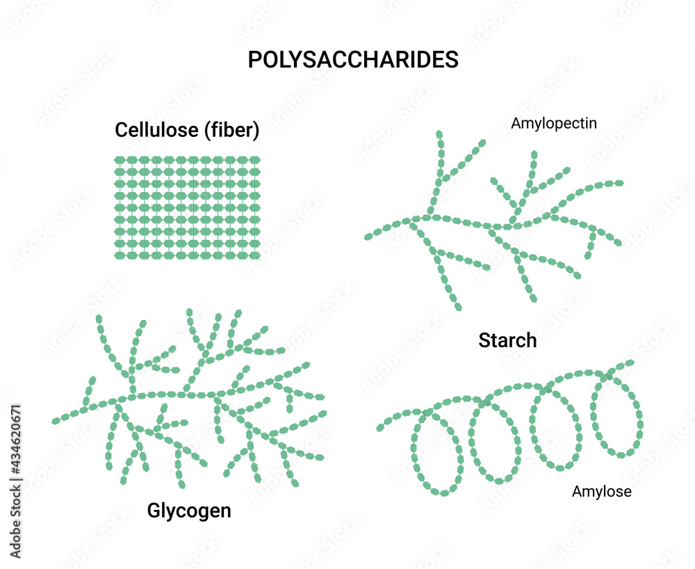 Vector illustration of polysaccharides examples. Starch, glycogen, and ...