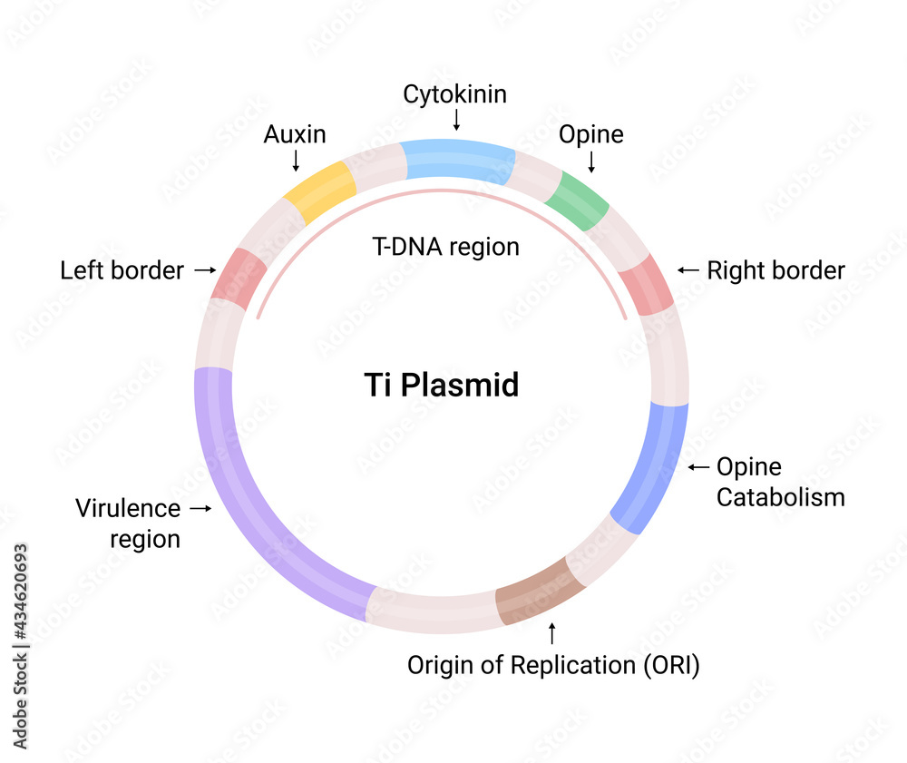 Vector illustration of Ti Plasmid structure Stock Vector | Adobe Stock