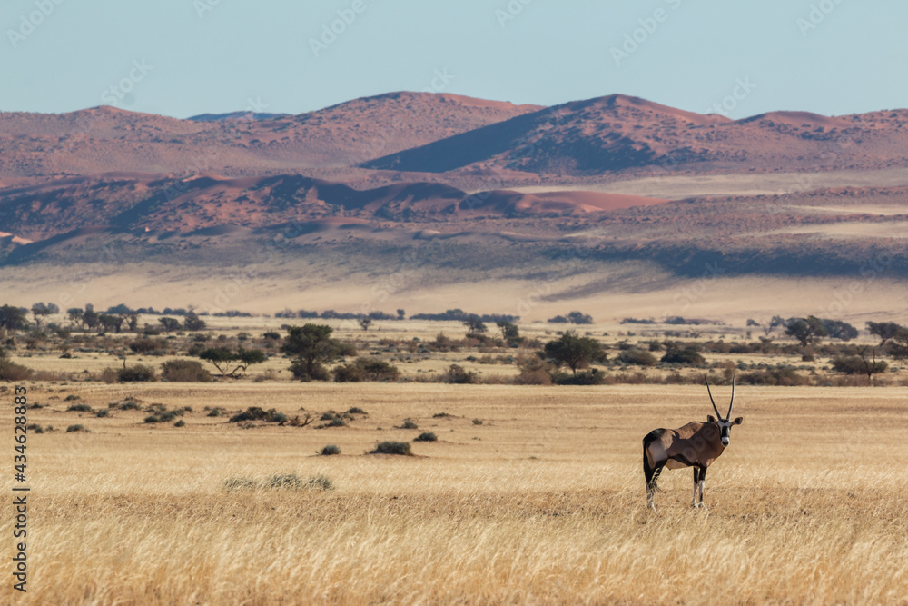 single oryx antelope in sossusvlei landscape during 2021 self drive in ...