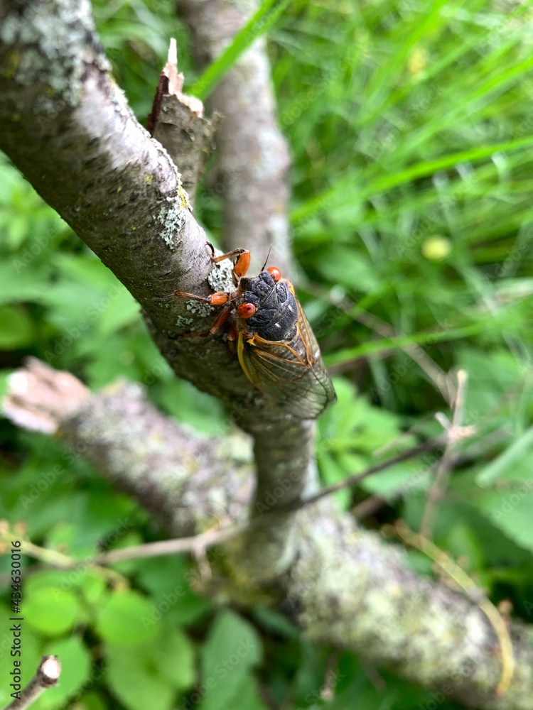 Pharaoh cicadas emerge after being dormant underground for seventeen ...