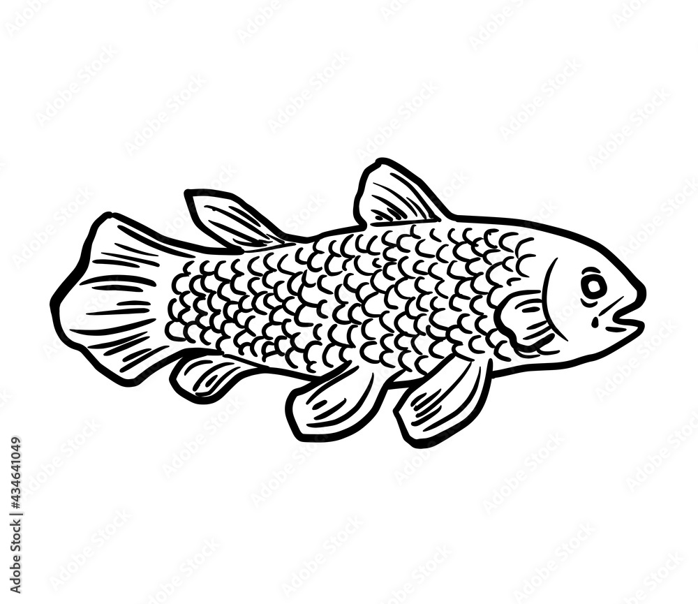Simple and realistic coelacanth line drawing Stock Illustration | Adobe ...