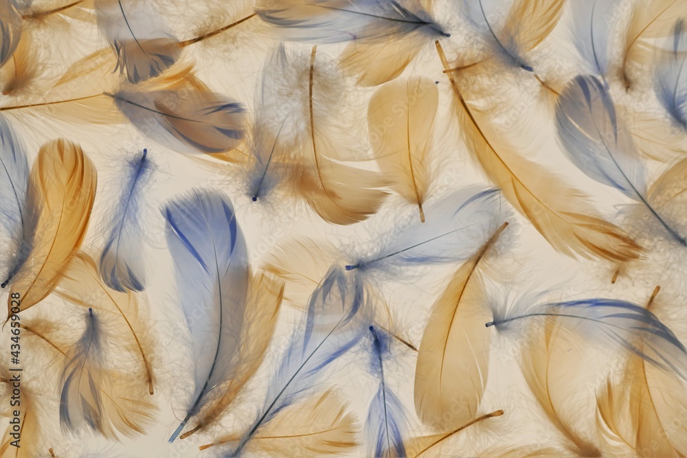 Feathers background in pastel colors. Blue and beige feathers texture ...