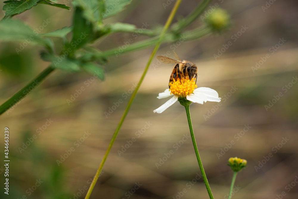 abeja parada sobre una flor de manzanilla y desenfoque en el fondo ...
