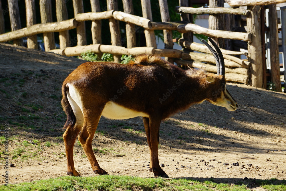 brown and white cervidae from Africa at the zoo with long horns Stock ...