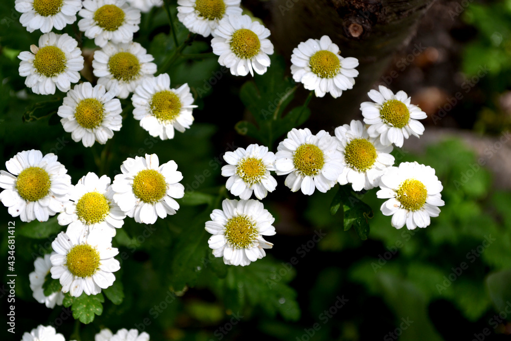 Daisy flower. Chrysanthemum parthenium. Tanacetum. Perennial flowering ...
