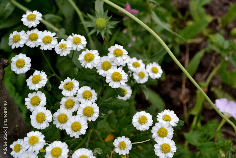Daisy flower. Chrysanthemum parthenium. Tanacetum. Perennial flowering ...