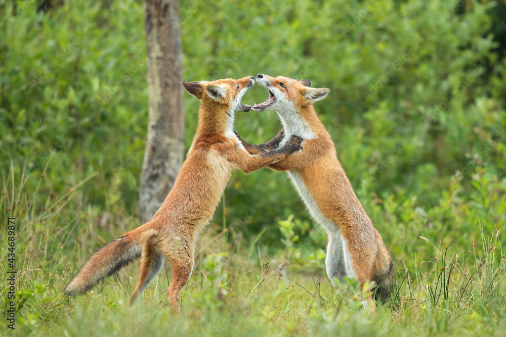 Two red fox, vulpes vulpes, puppies biting and scratching each other ...