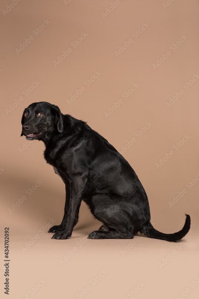 Fotka „Anxious black labrador dog showing her teeth while having a ...