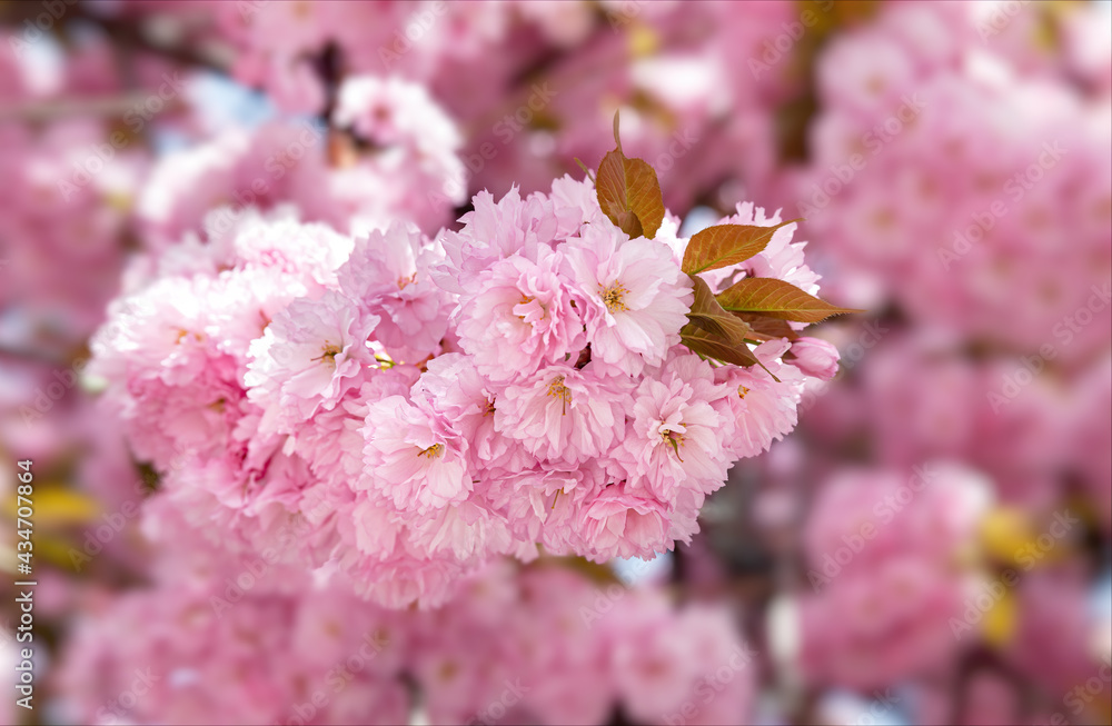 Sakura trees with flowers in sun light Stock Photo | Adobe Stock