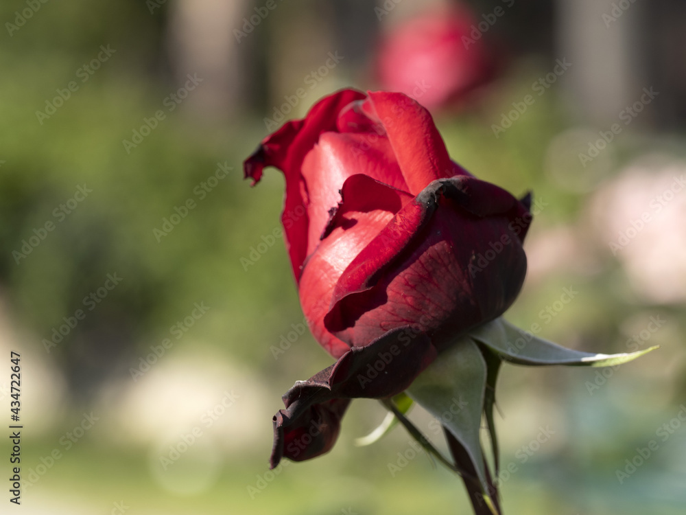 Rare rose flower at cultivation garden species Botero Stock Photo ...