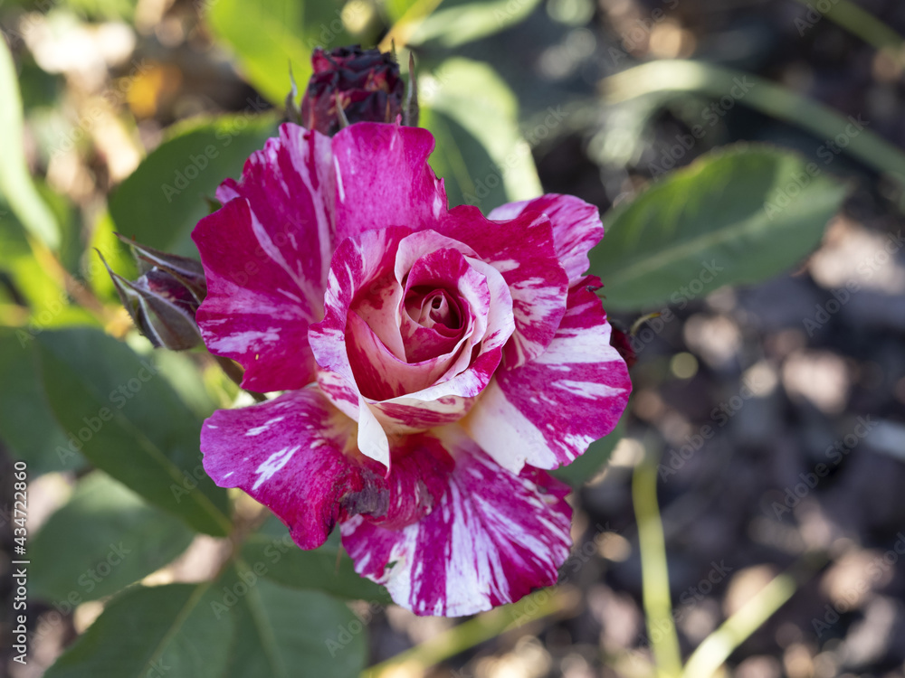 Rare rose flower at cultivation garden species Maurice Utrillo Stock ...