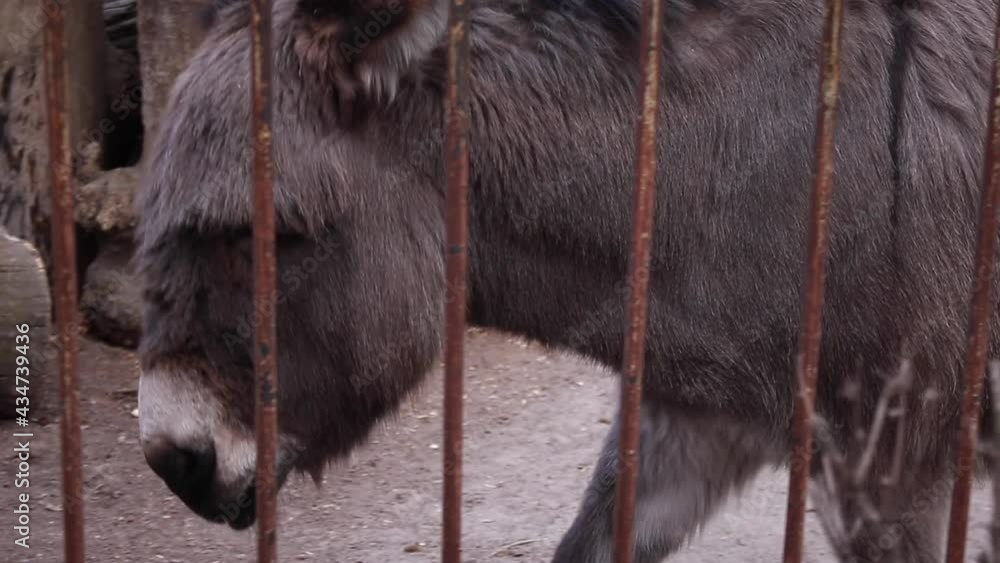 sad donkey walks behind bars in the zoo or farm. animals in captivity ...