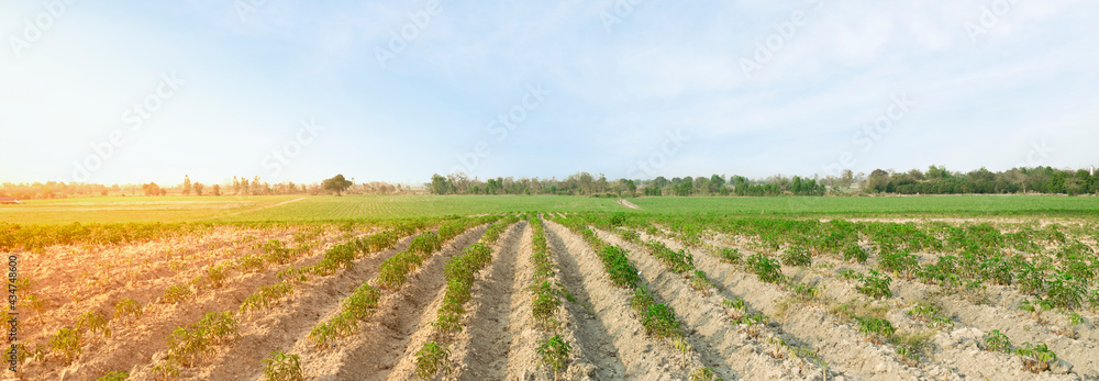 Yucca plantation and sky. Cassava cultivation concept Stock Photo ...