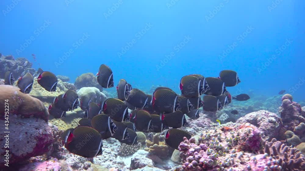 Pakistani butterfly fish. Exciting diving on the reefs of the Maldives ...