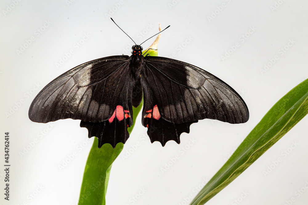 Black butterfly with red spots on branch. Very sharp close-up picture ...