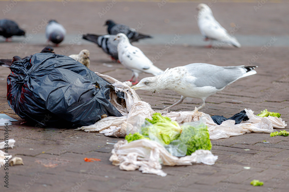 Stack of black garbage on street, White seagull and dove or pigeon is ...
