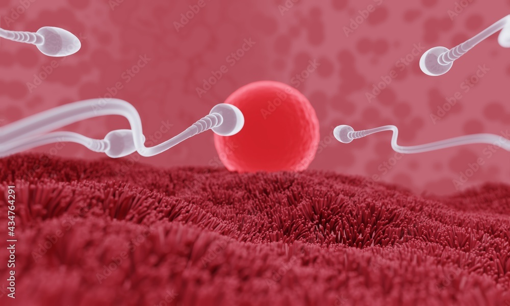 Human uterus model in mating Fertilization and pregnancy. The sperm is ...