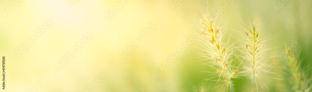 Nature of flower in garden using as cover page background natural flora ...