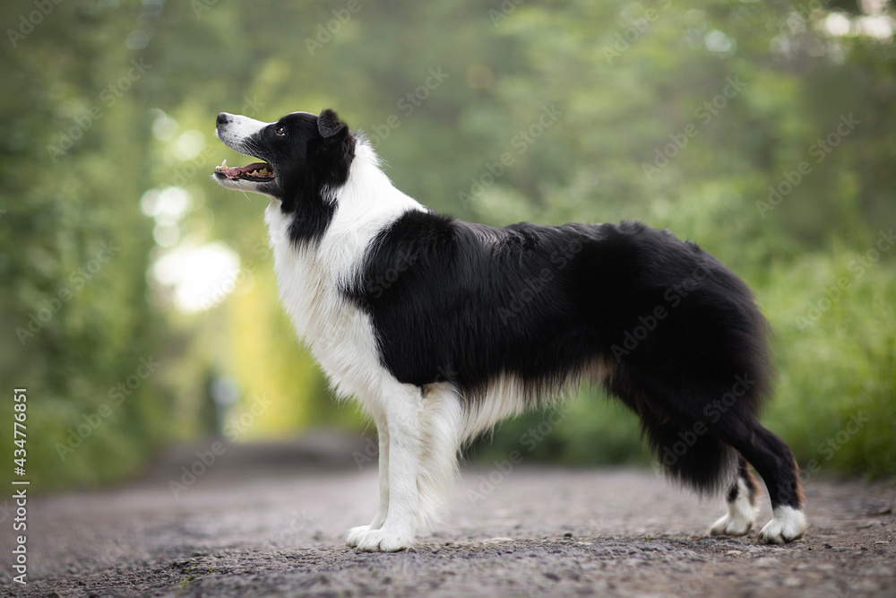 Black and white Border Collie, breed standart show dog stack portrait ...