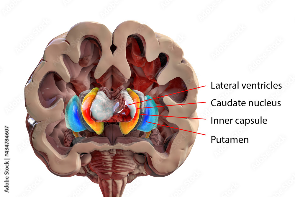 Sagittal Brain Basal Ganglia