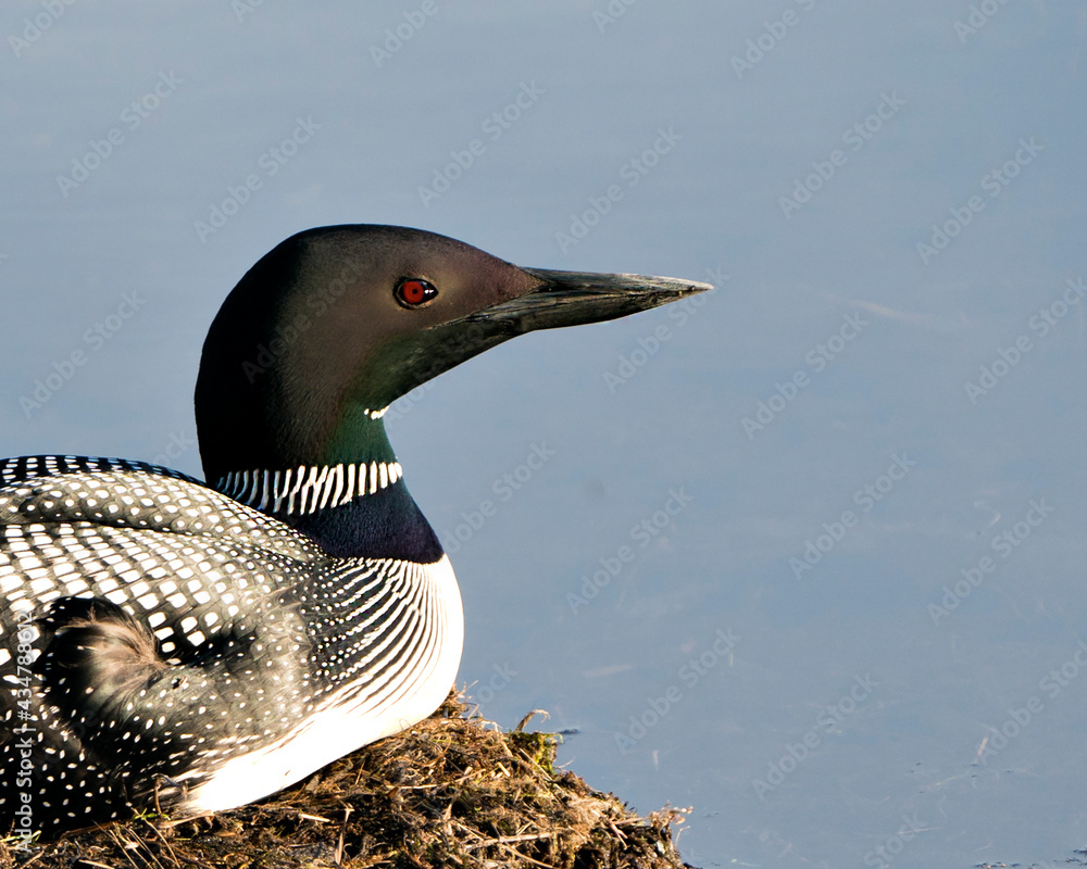 Loon Photo Stock. Close-up head shot nesting on its nest with marsh ...