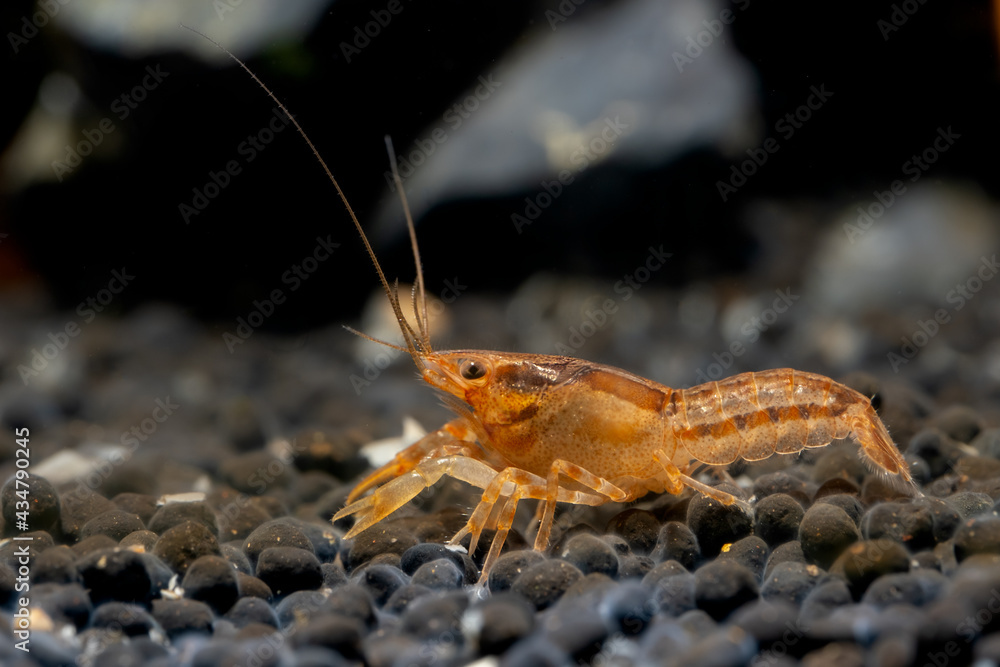 Orange or yellow crayfish dwarf shrimp crawl and look for food in ...