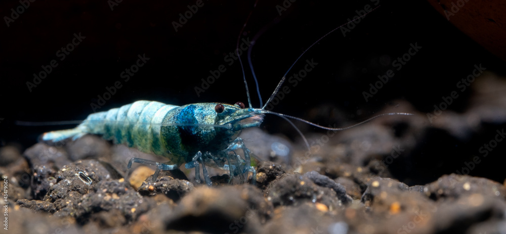 Blue bolt dwarf shrimp look for food in aquatic soil with dark ...
