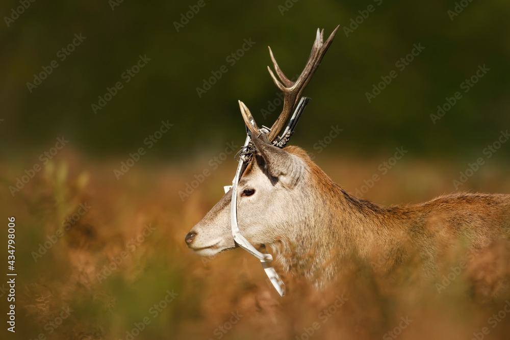 Red deer stag strangled by discarded window blind Stock Photo | Adobe Stock